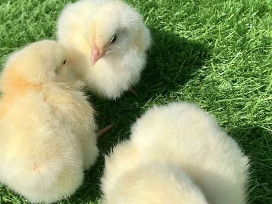 Бройлер суточный Кобб-500 Росс-308 в Калач-на-Дону