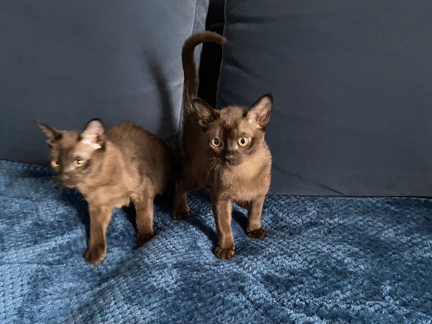 Бурманские котята бурма бирма