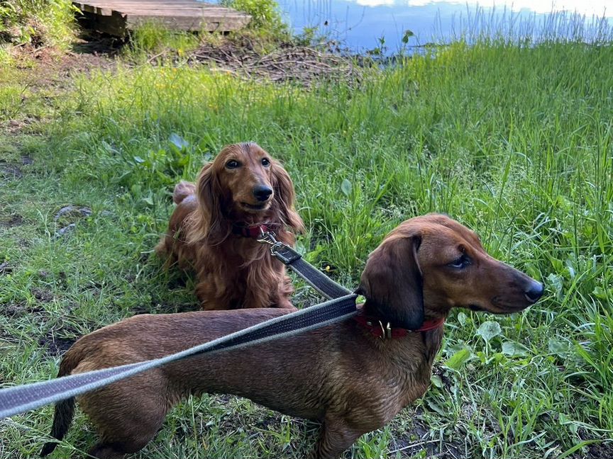 Гладкошерстная такса в добрые руки