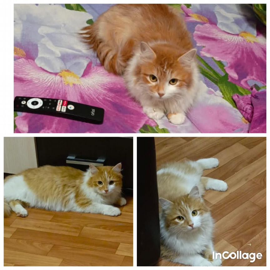 Найдена кошечка, отдам в добрые руки