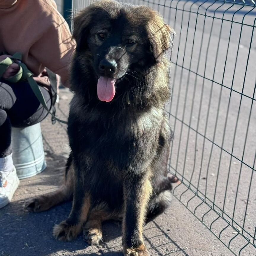 Пушок, собака из приюта в добрые руки