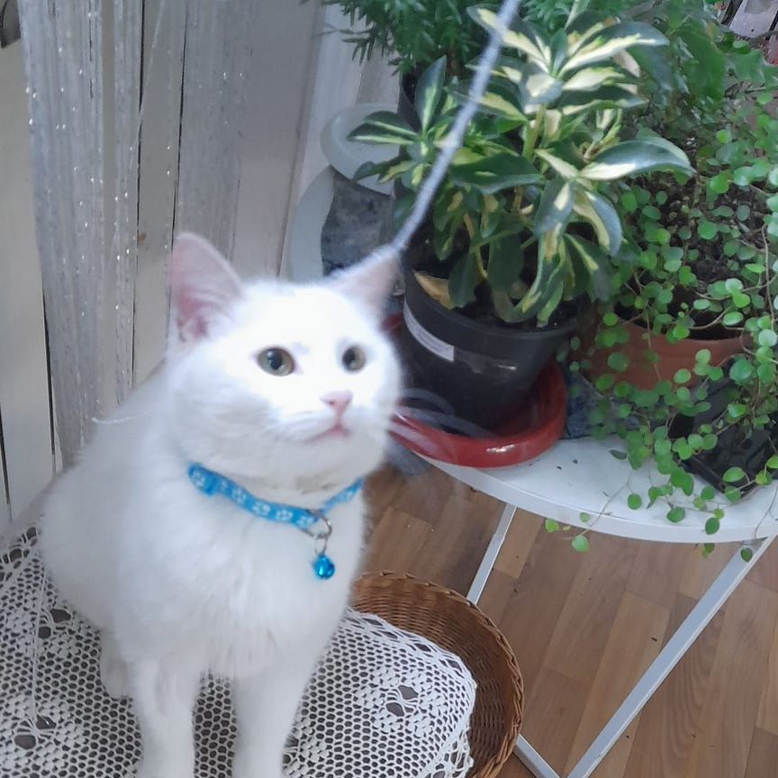 Кошки