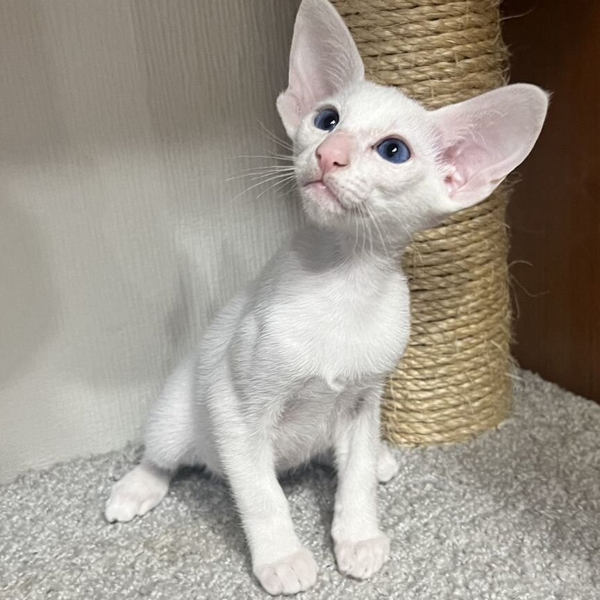 Ориентальный котёнок