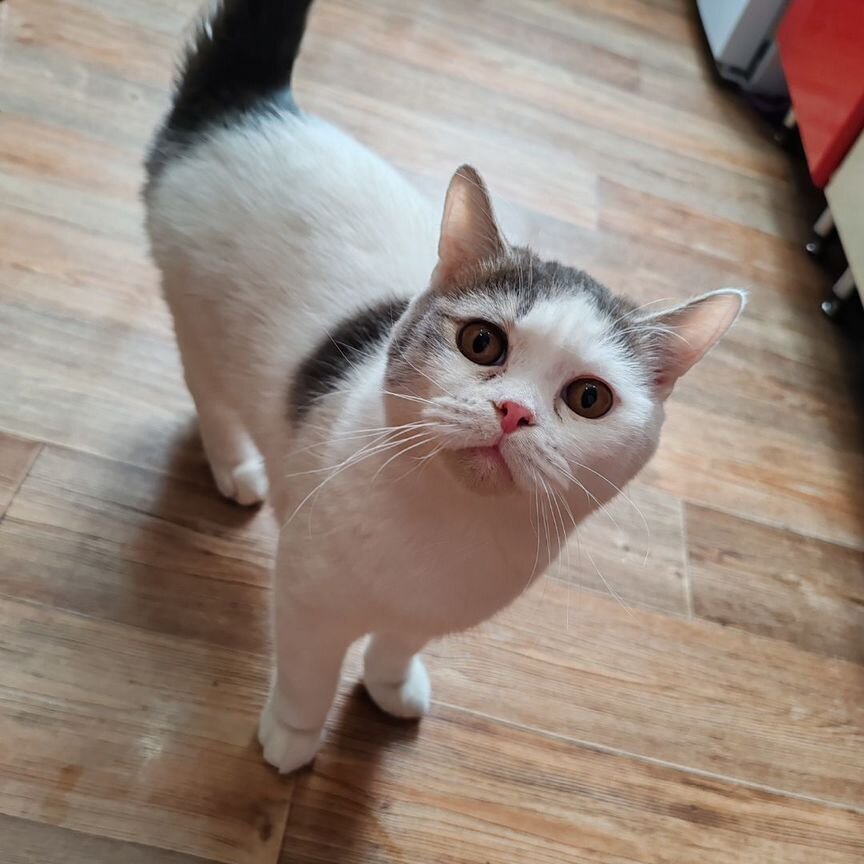 Котик в самые добрые руки