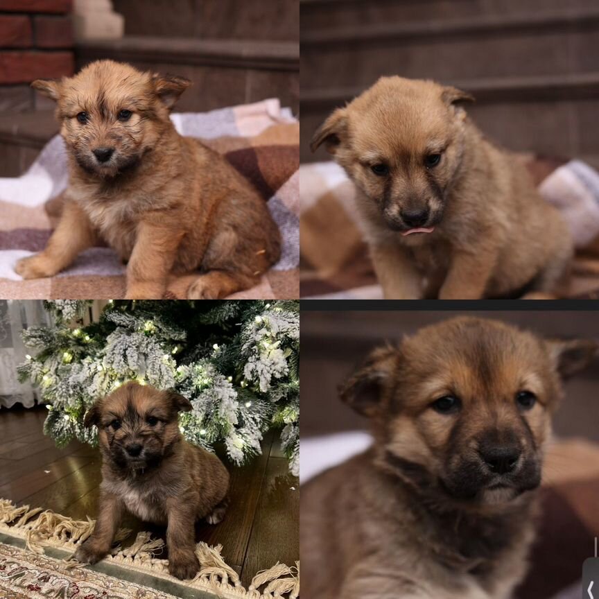 Щенки немецкой овчарки и сибирской хаски