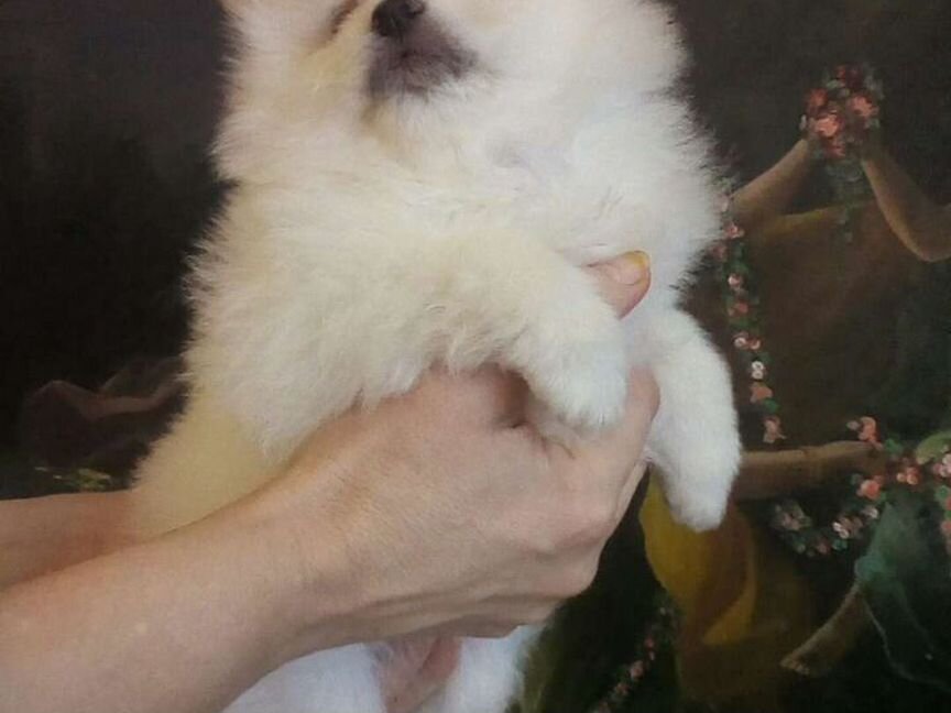 Шпицы снежинки