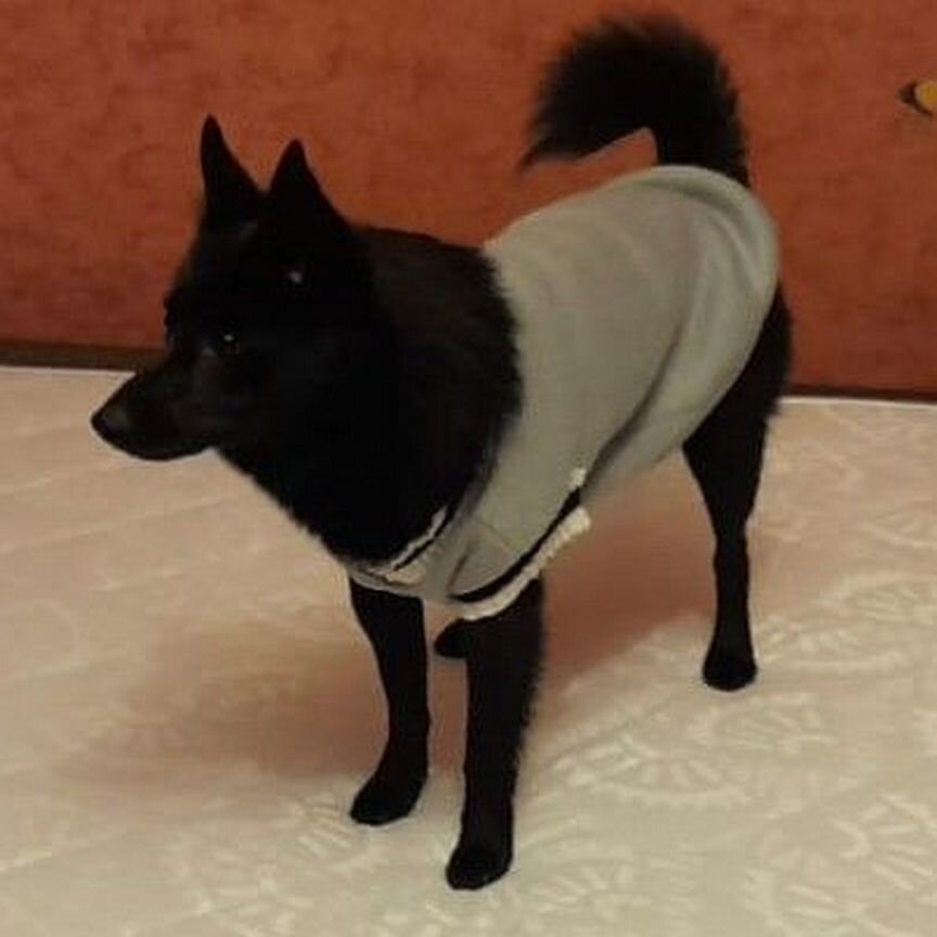 Собака в добрые руки отдам бесплатно