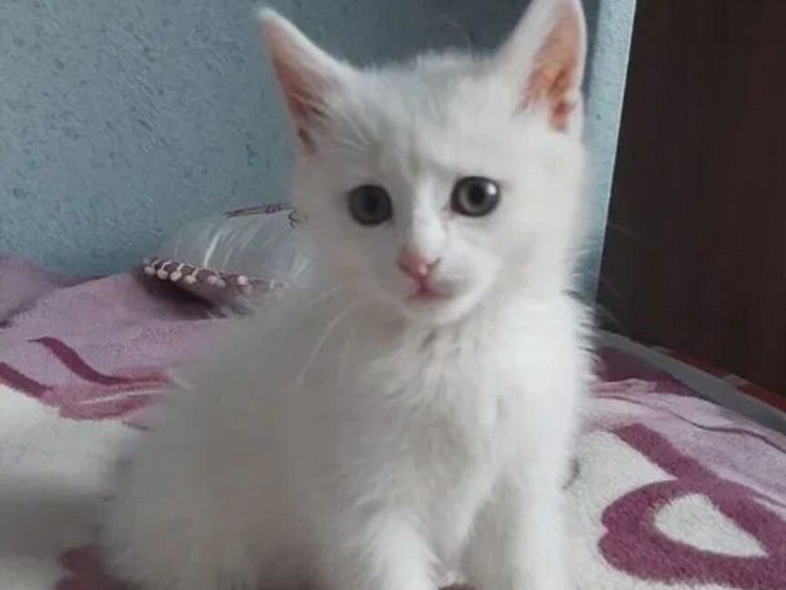 Красавица-блондинка