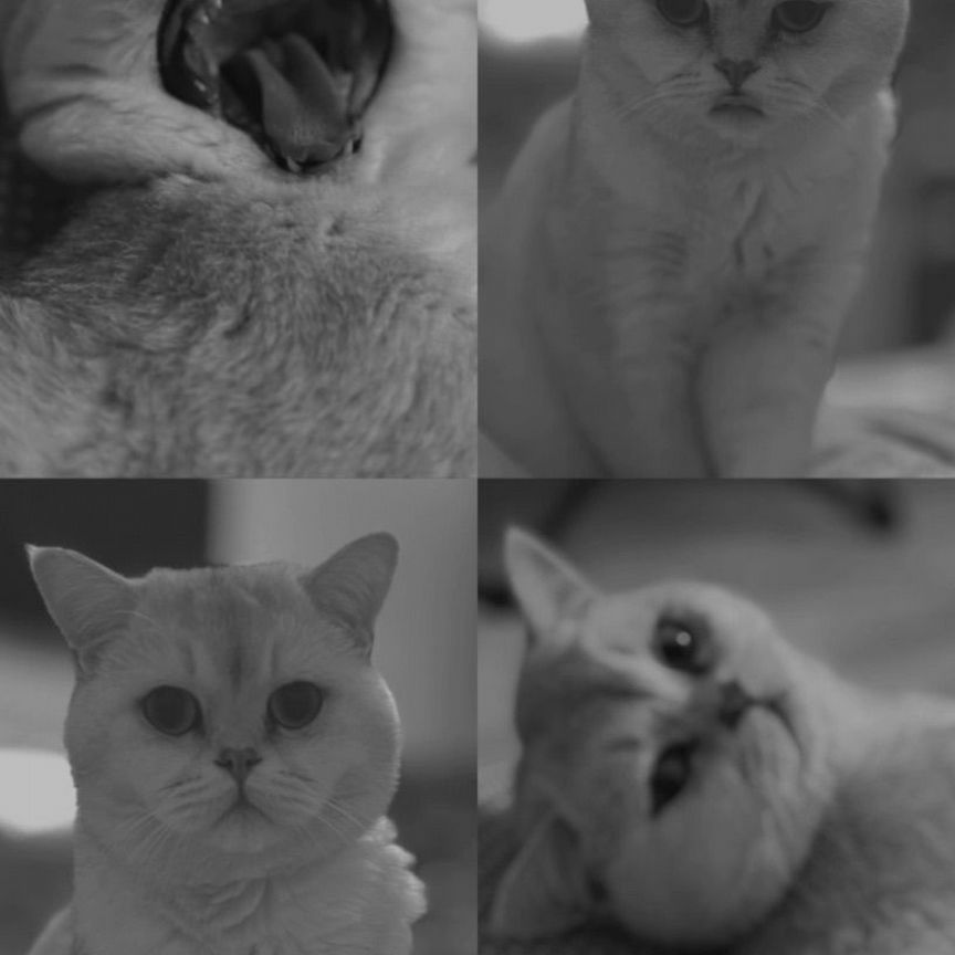 Кот в добрые руки