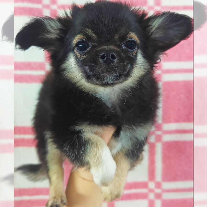 Чихуахуа мальчик на Новый год шикарный подарок