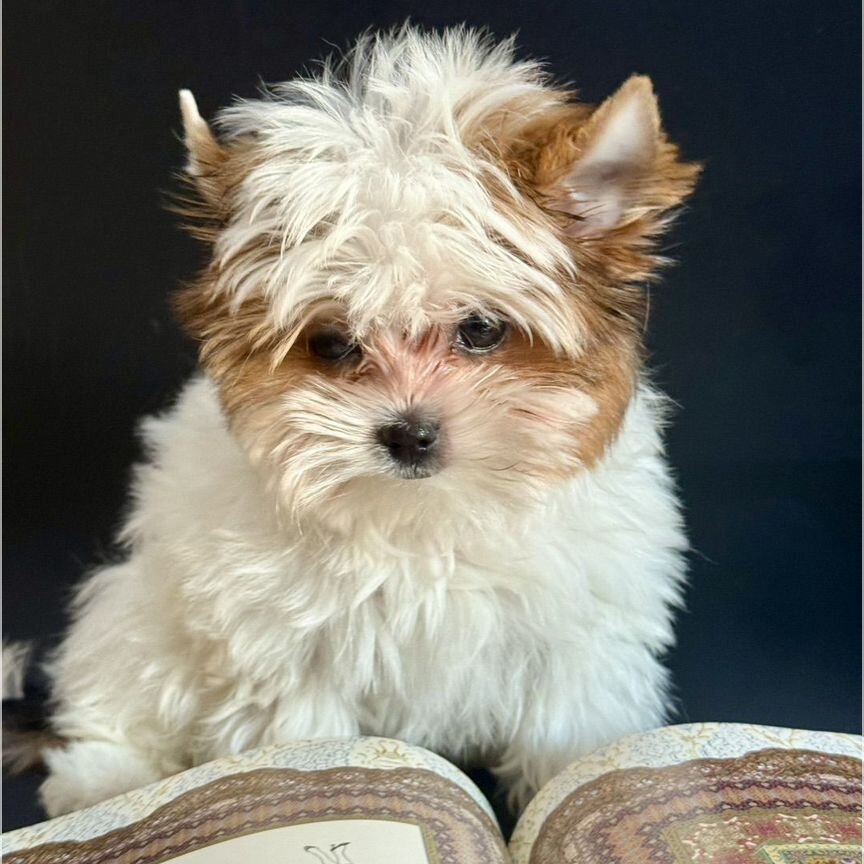 Бивер-йоркширский терьер, щенок