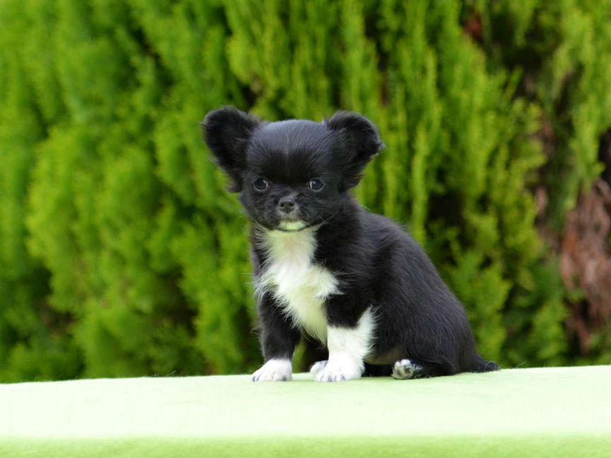 Малышка Чихуахуа Дш