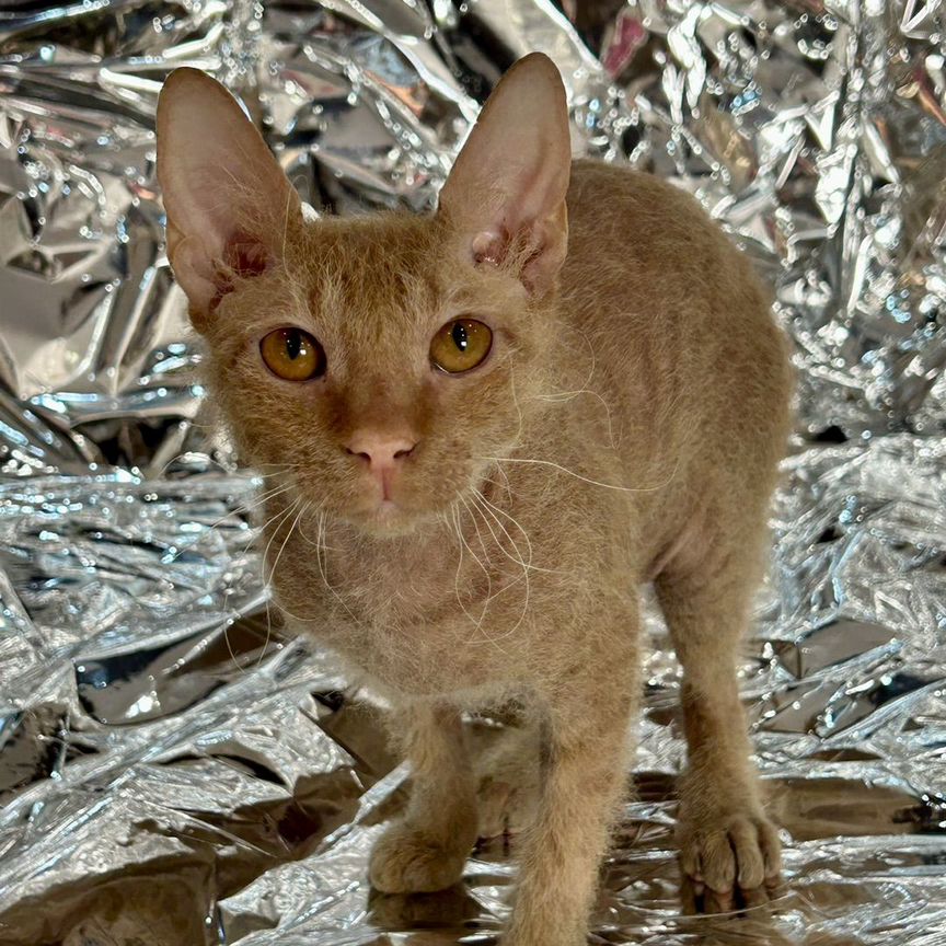 Кот сфинкс браш