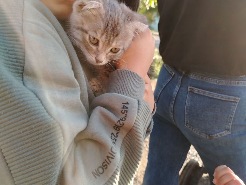 Вислоухие котята