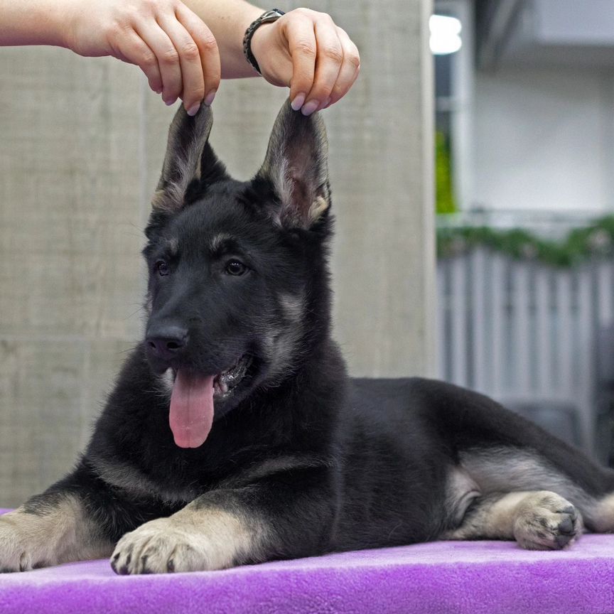 Кобель вео 3 месяца