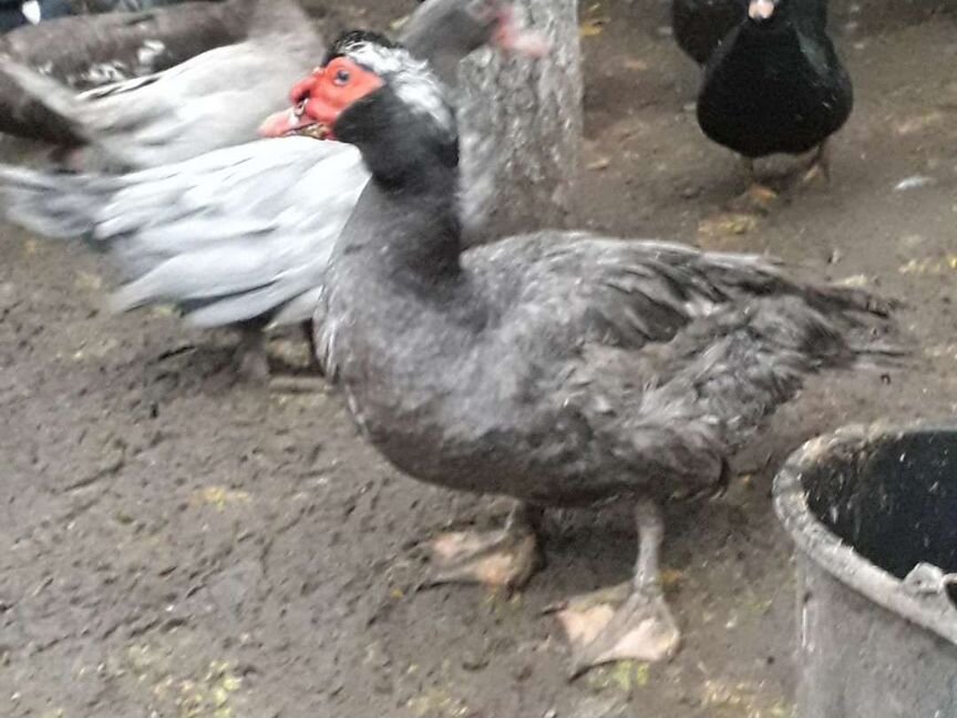 Мускусные утки