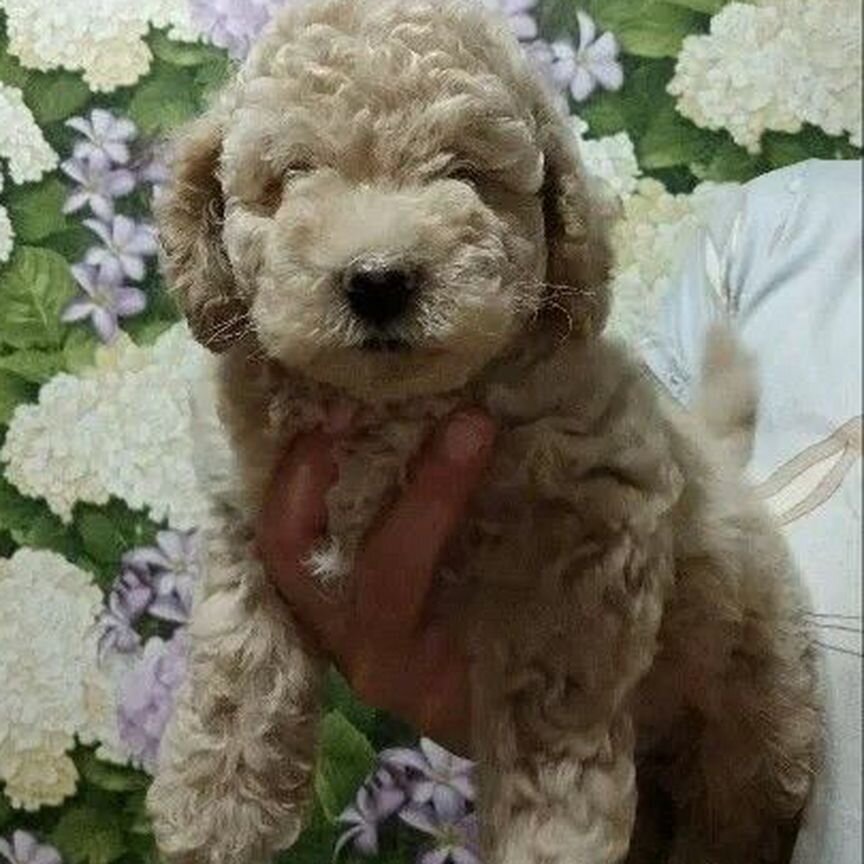 Бишон фризе, щенок