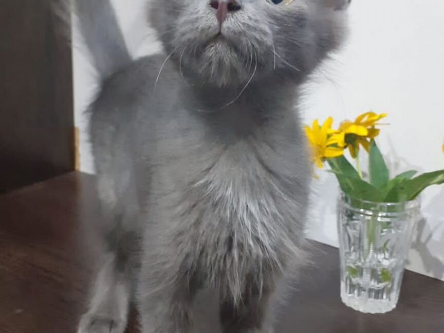 Котёнок Фадей, голубой окрас