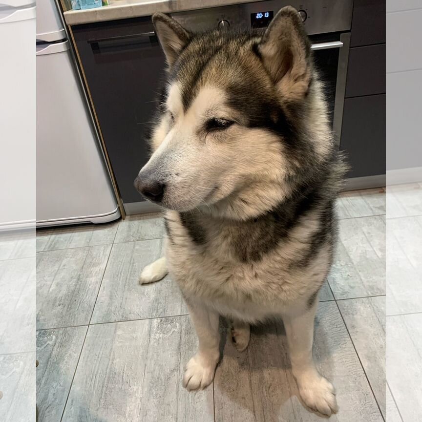 Аляскинский маламут, вязка