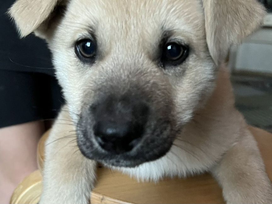 Продажа собак