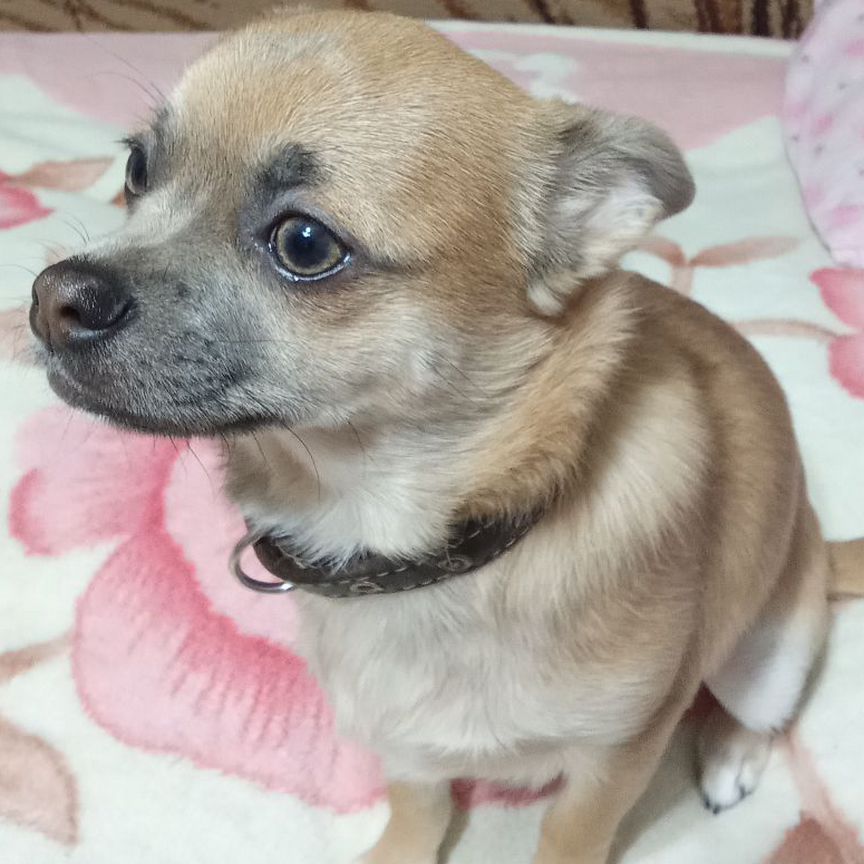 Чихуахуа, щенок