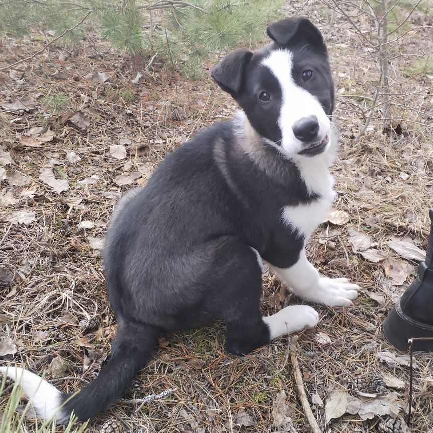 Щенки русско европейской лайки