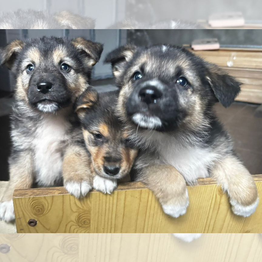 Щенок в добрые руки