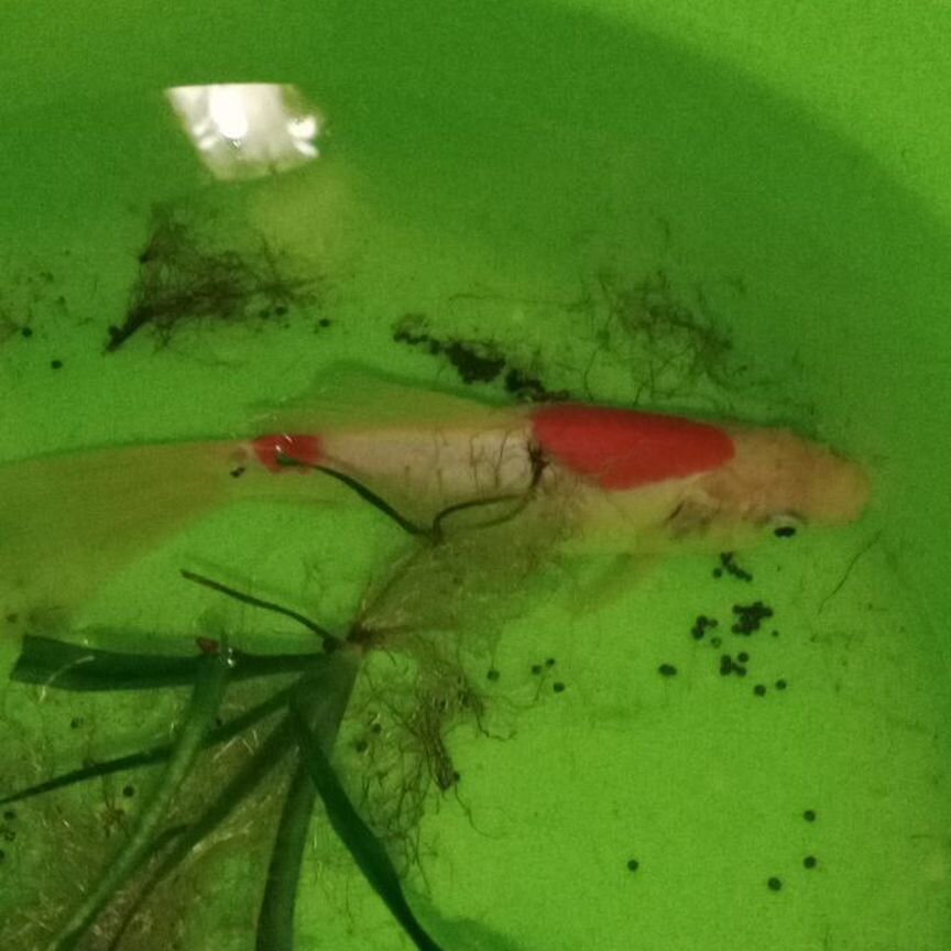 Золотая рыбка