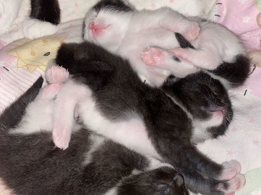 Котятки бесплатно
