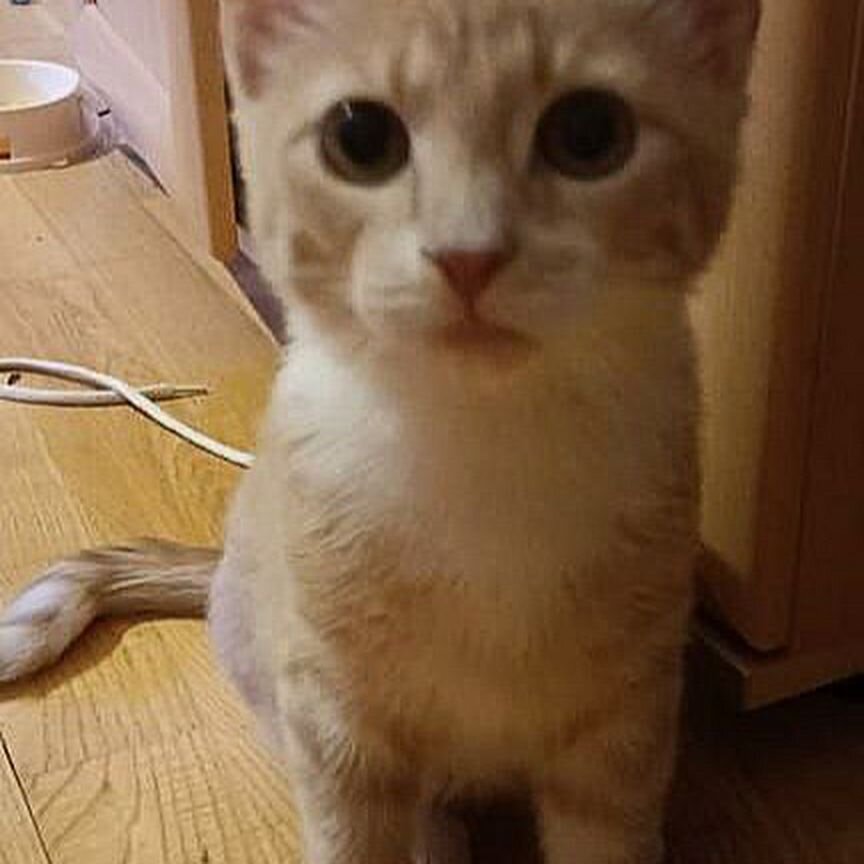 Рыжий котенок в добрые руки Петергоф