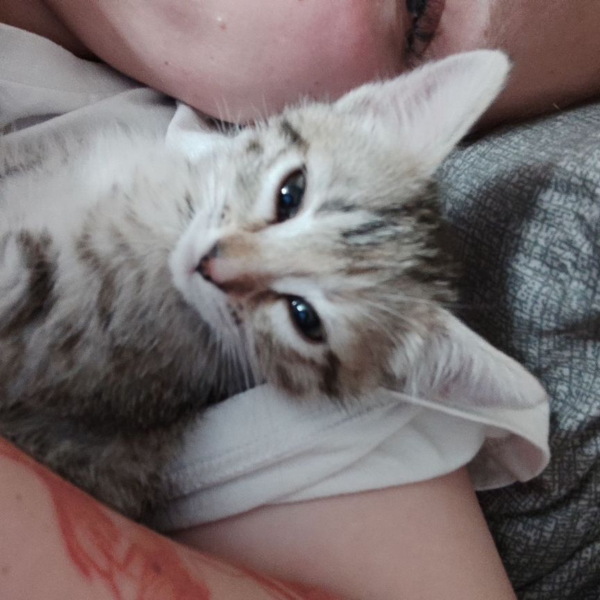 Котенок в добрые руки