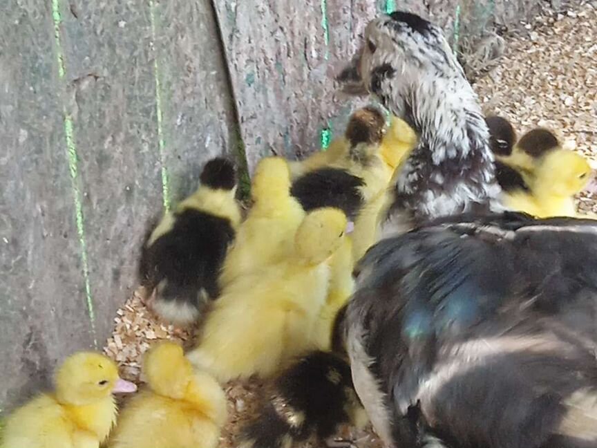 Утята,Инда Утки