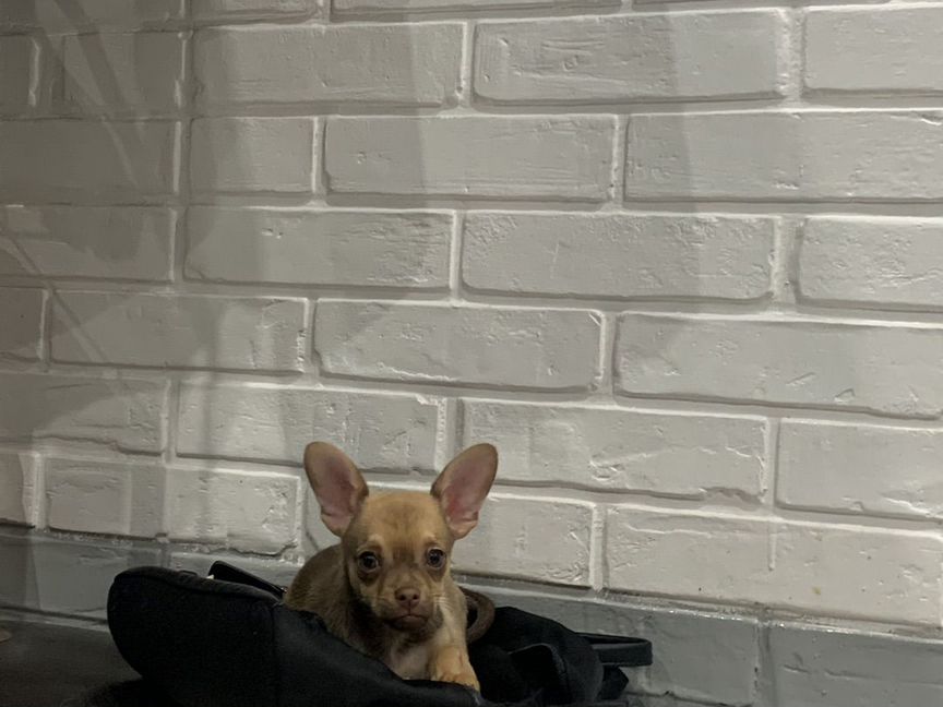 Той-терьер щенки