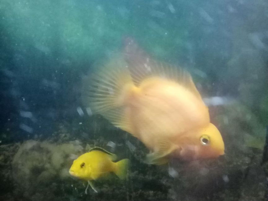 Попугаи, Скалярии, Еллоу