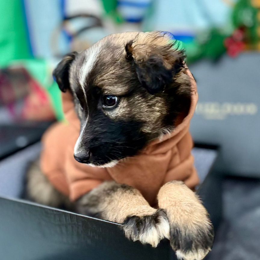 Щенки, щенок, дворняжка