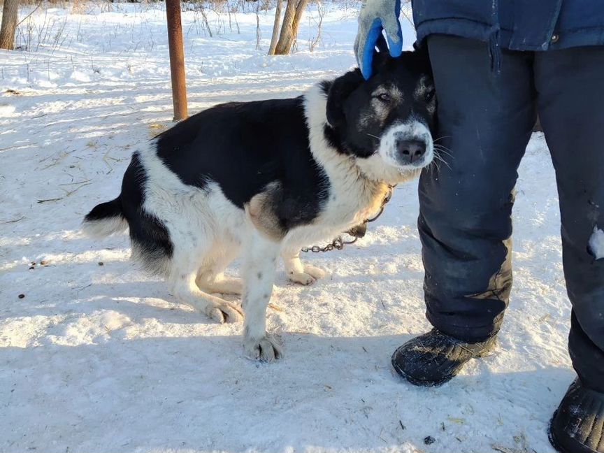 Пожар в приюте для собак