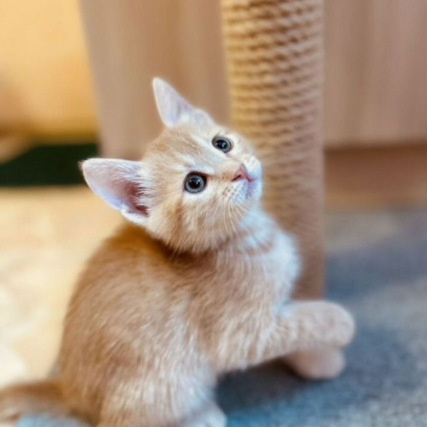 Рыжий котенок в добрые руки