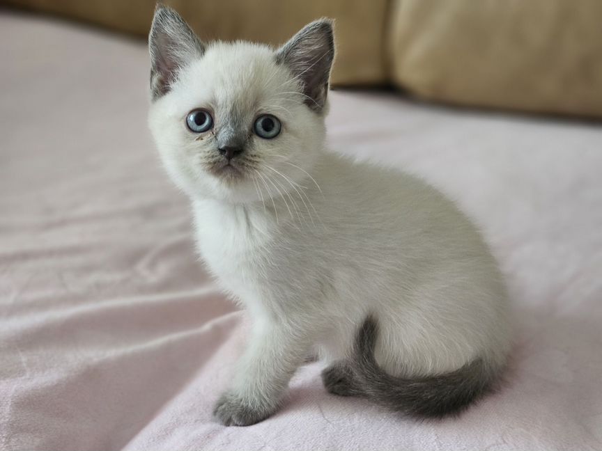 Шотландская кошечка