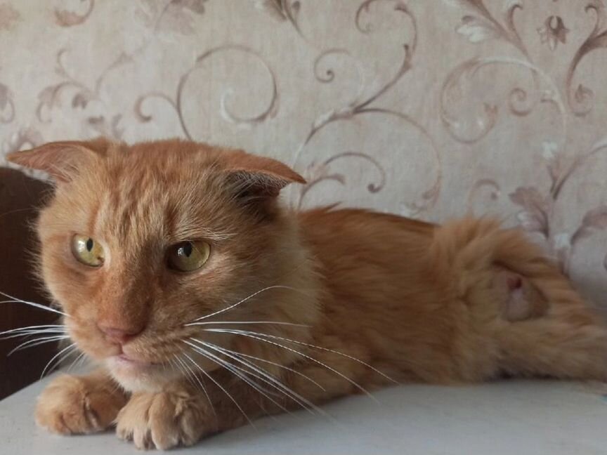 Фокс ждёт свою семью