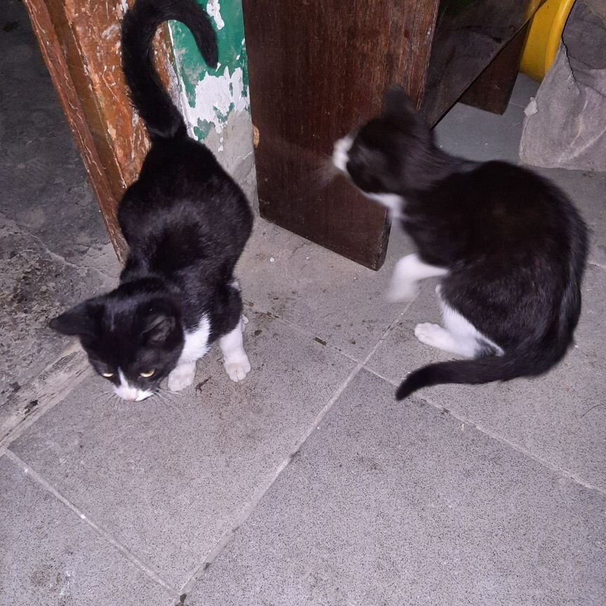 Котята в добрые руки бесплатно