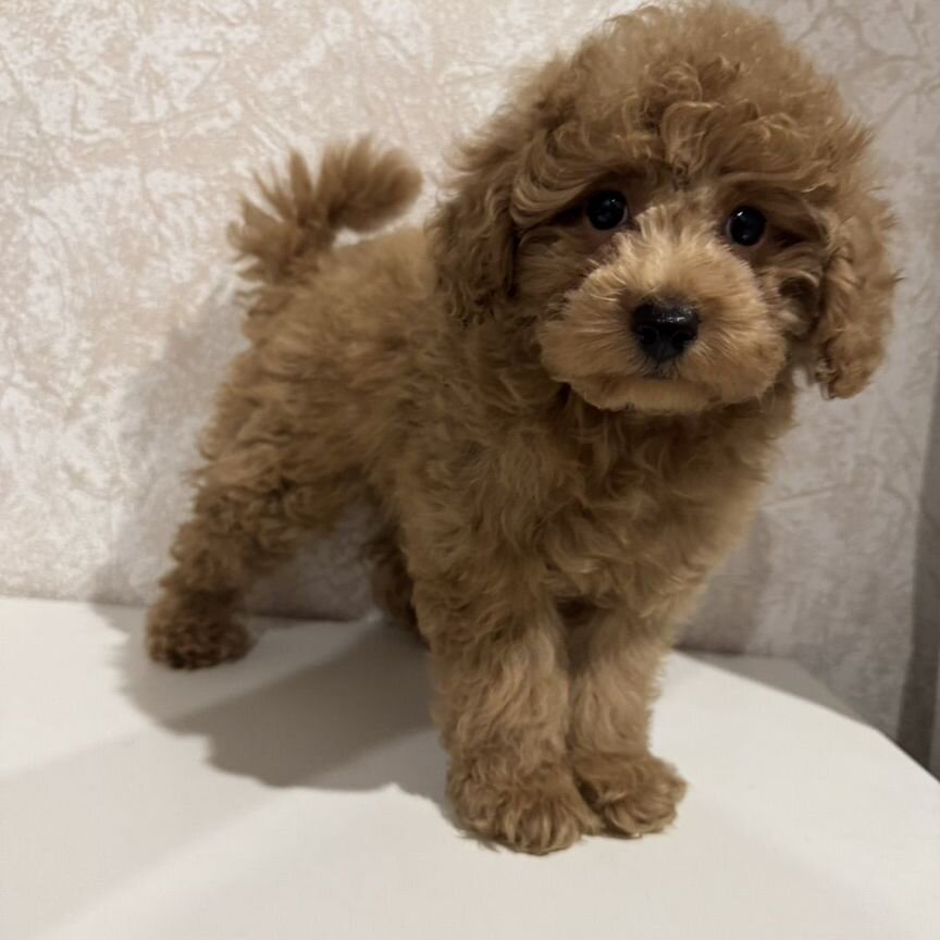 Мальчий той пудель РКФ