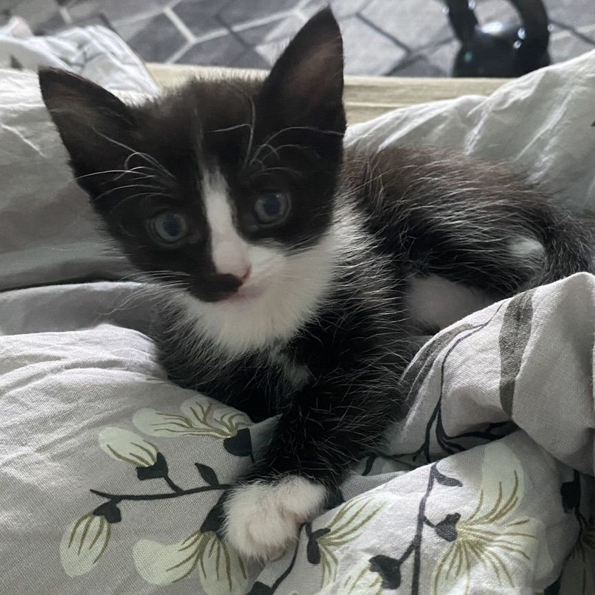 Котёнок в добрые руки