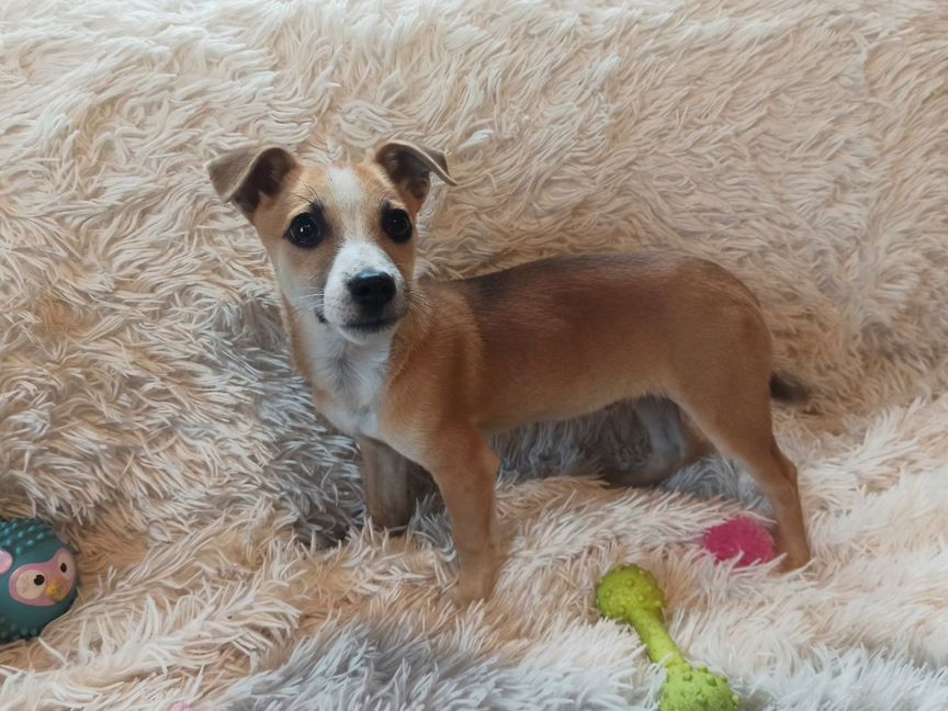 Малыш тойчик