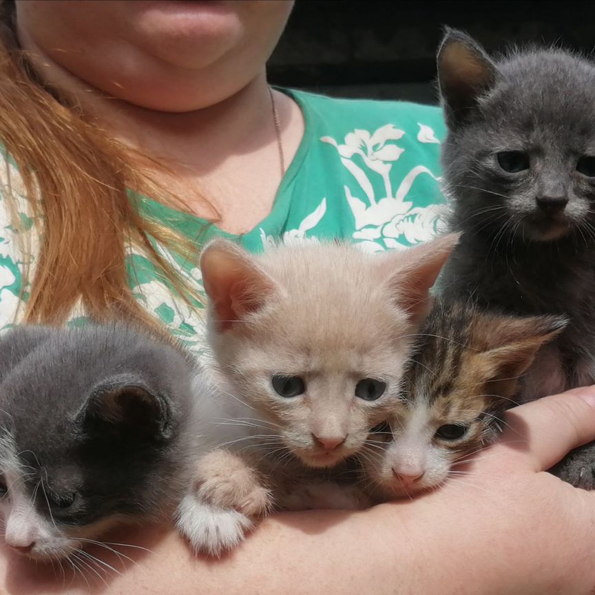 Котята с доставкой по Воронежу