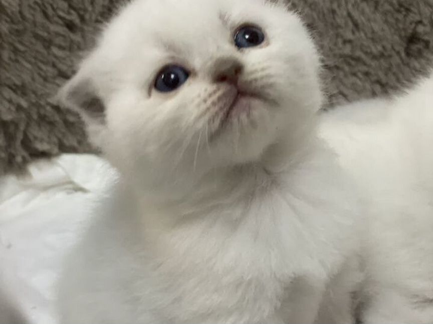 Шотландские