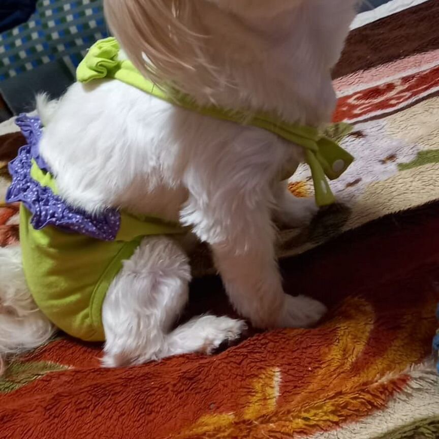 Мальтезе мальтийская болонка ищем жениха