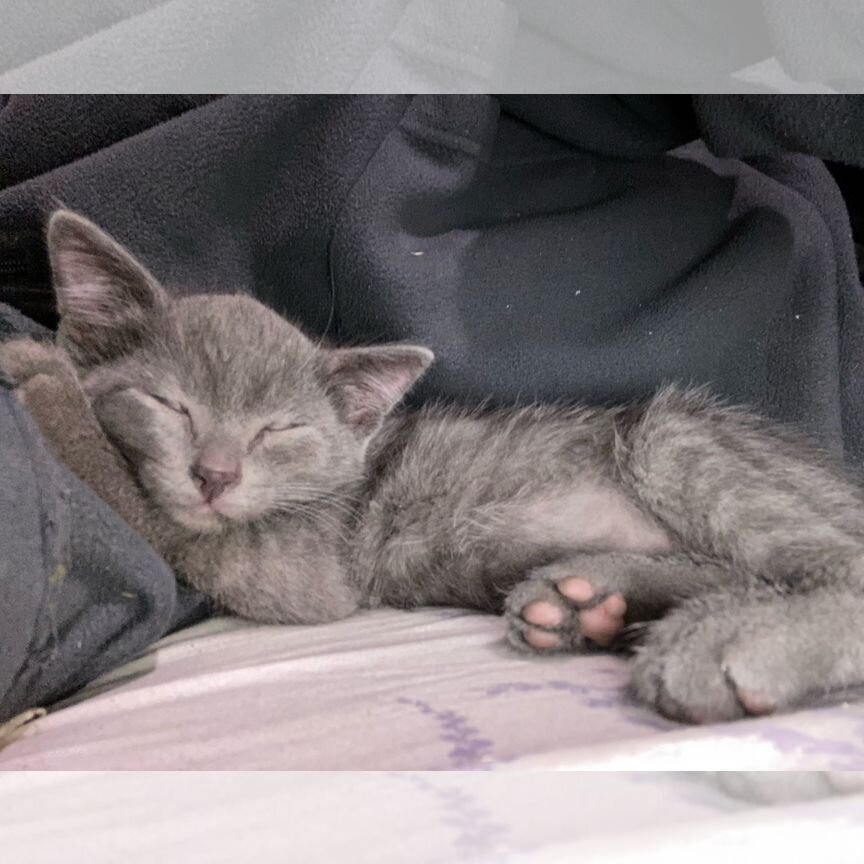 Котёнок в добрые руки