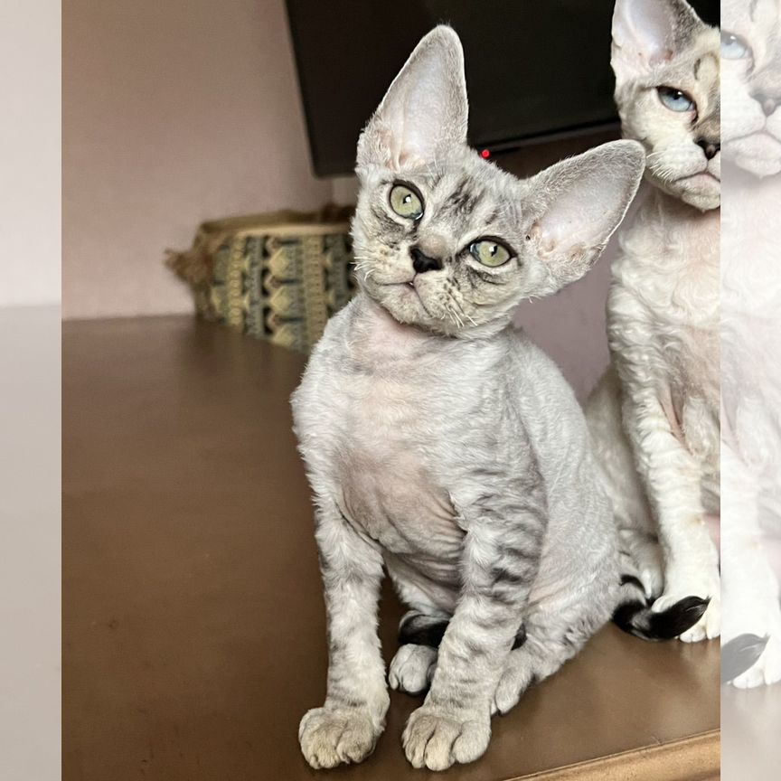 Девон-рекс котёнок