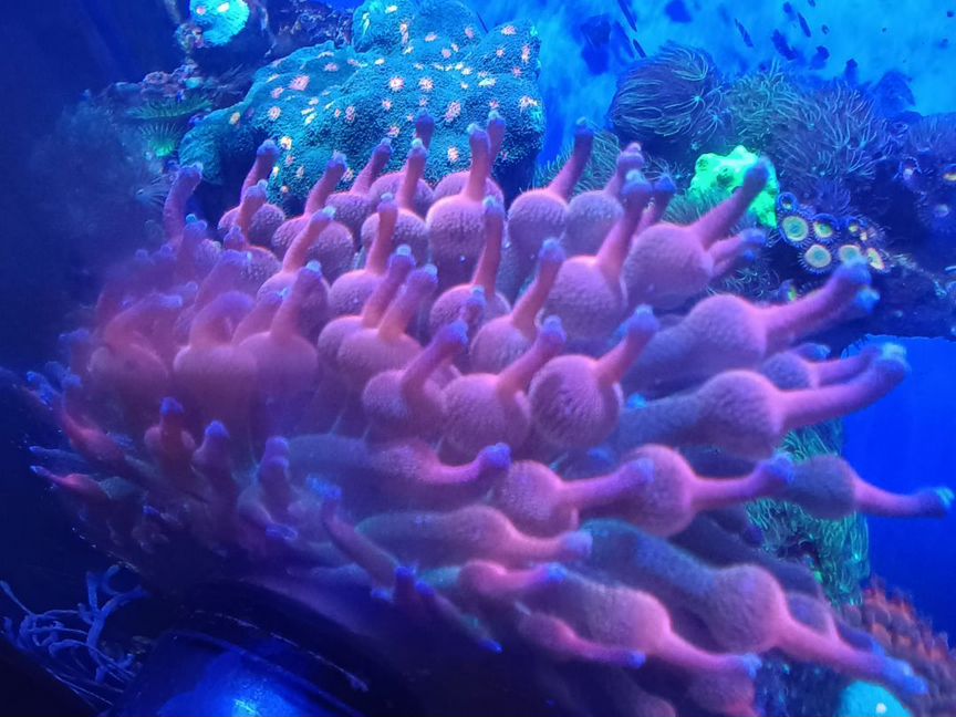 Актиния в морской аквариум