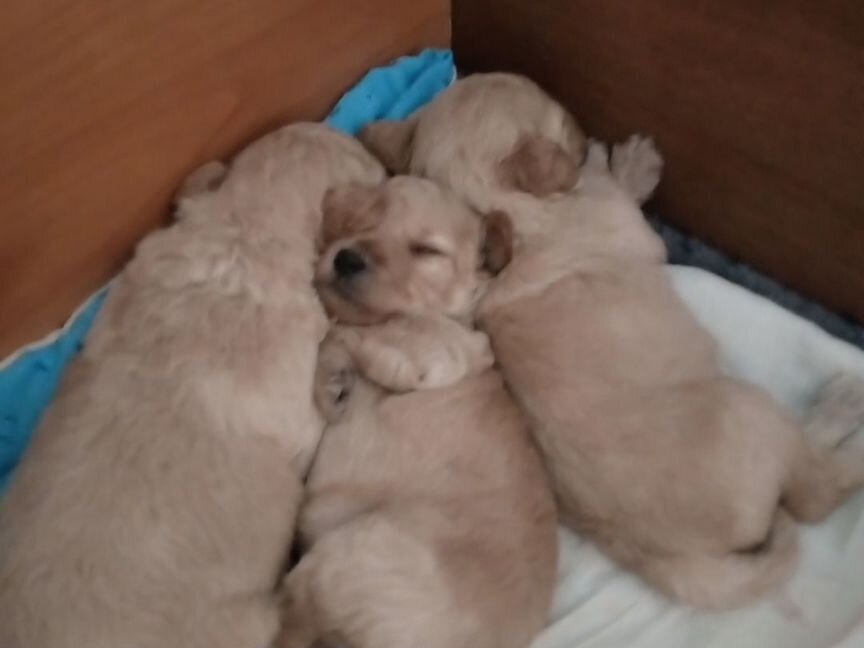 Миниатюрный пудель щенки